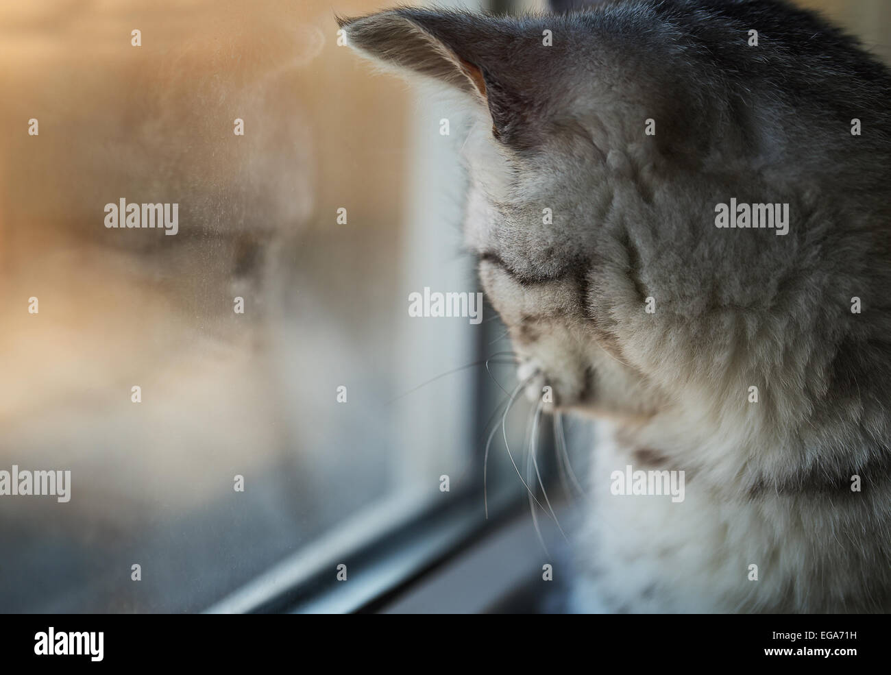 cat window reflection watch glass Stock Photo - Alamy