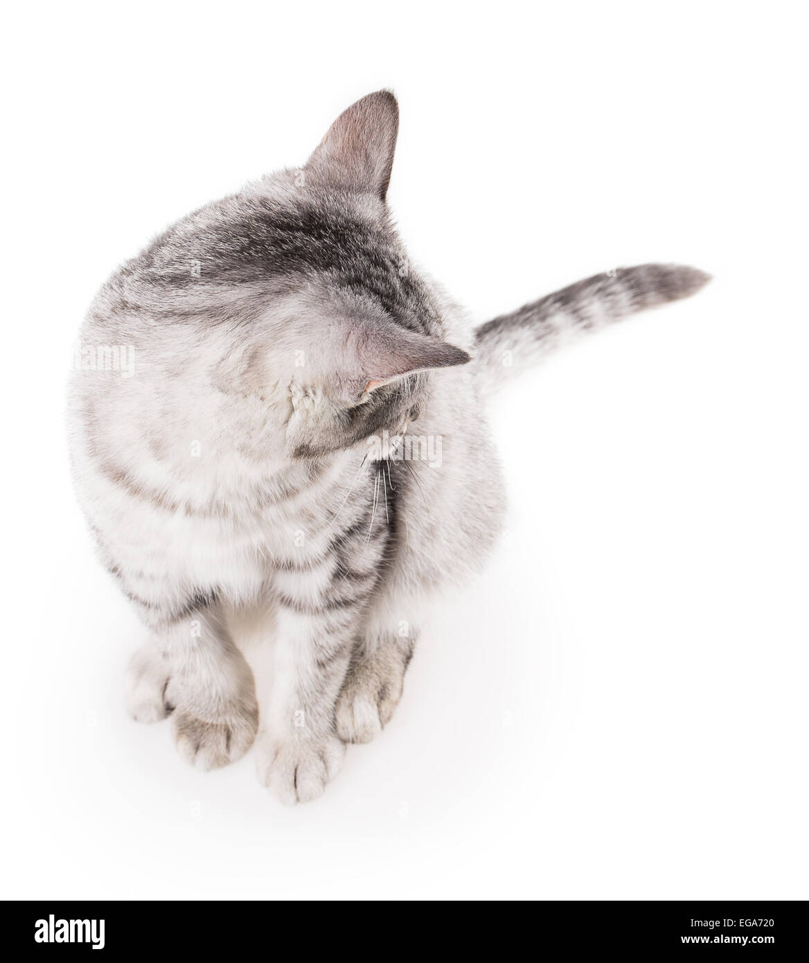 cat isolated on white background Stock Photo - Alamy