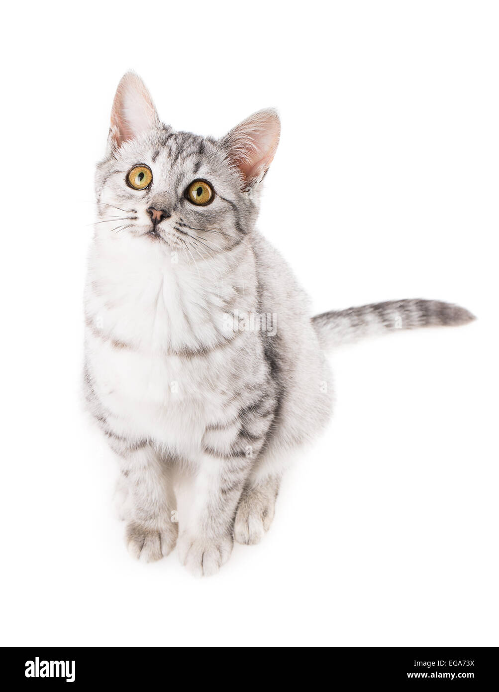 cat isolated on white background Stock Photo - Alamy