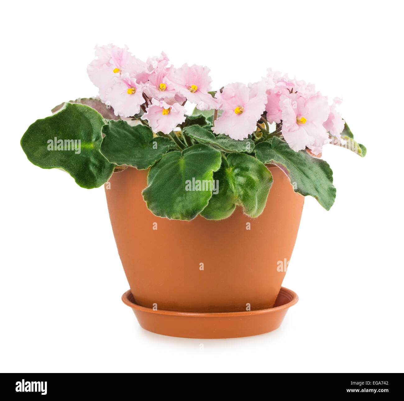 violet flower pot isolated on white background Stock Photo - Alamy