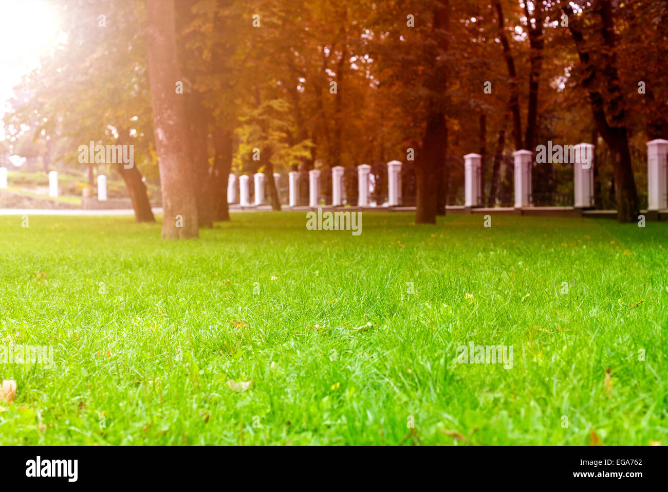 park trees grass with yellow leaf background Stock Photo - Alamy