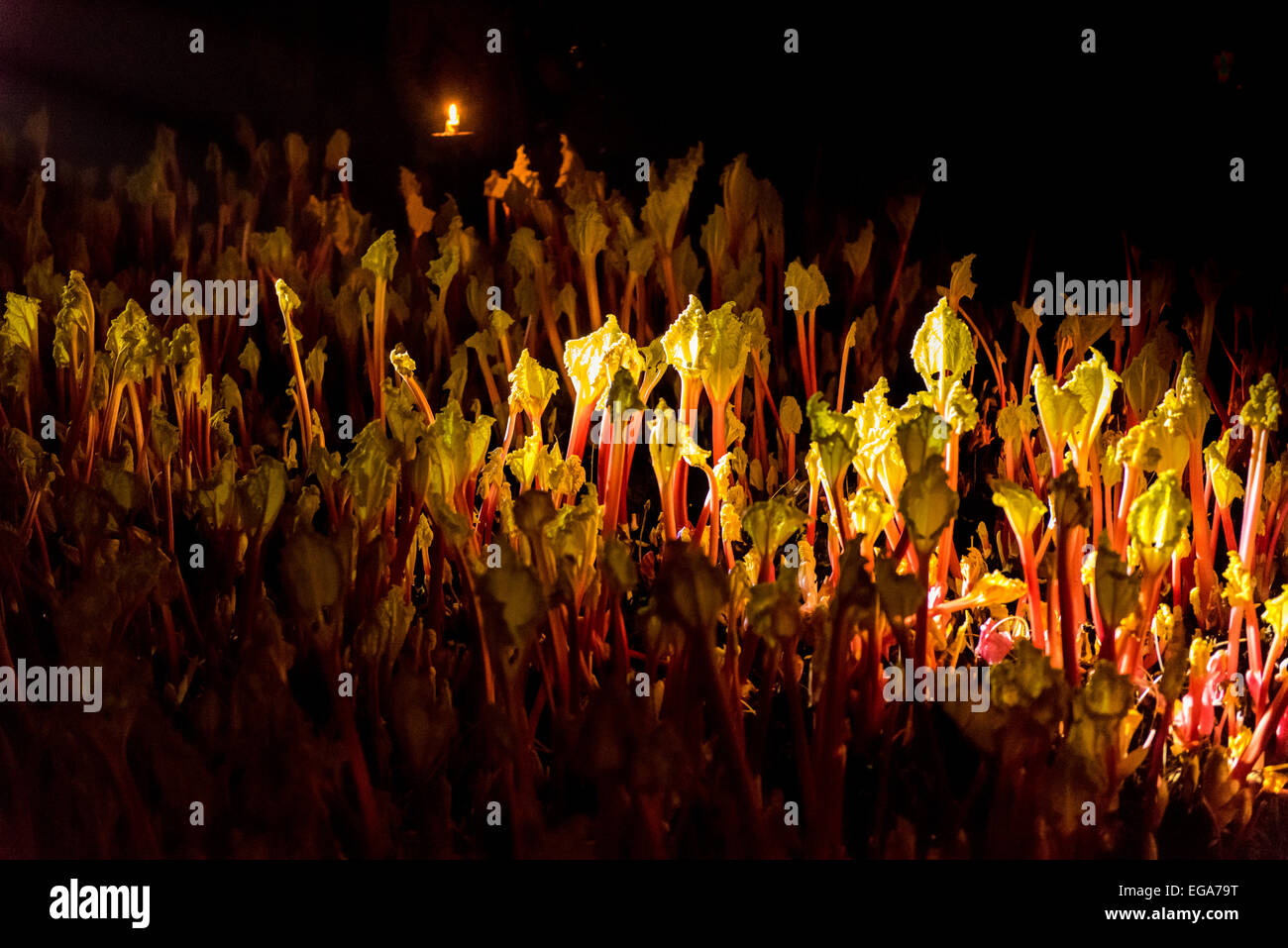Growing rhubarb in the dark hi-res stock photography and images - Alamy