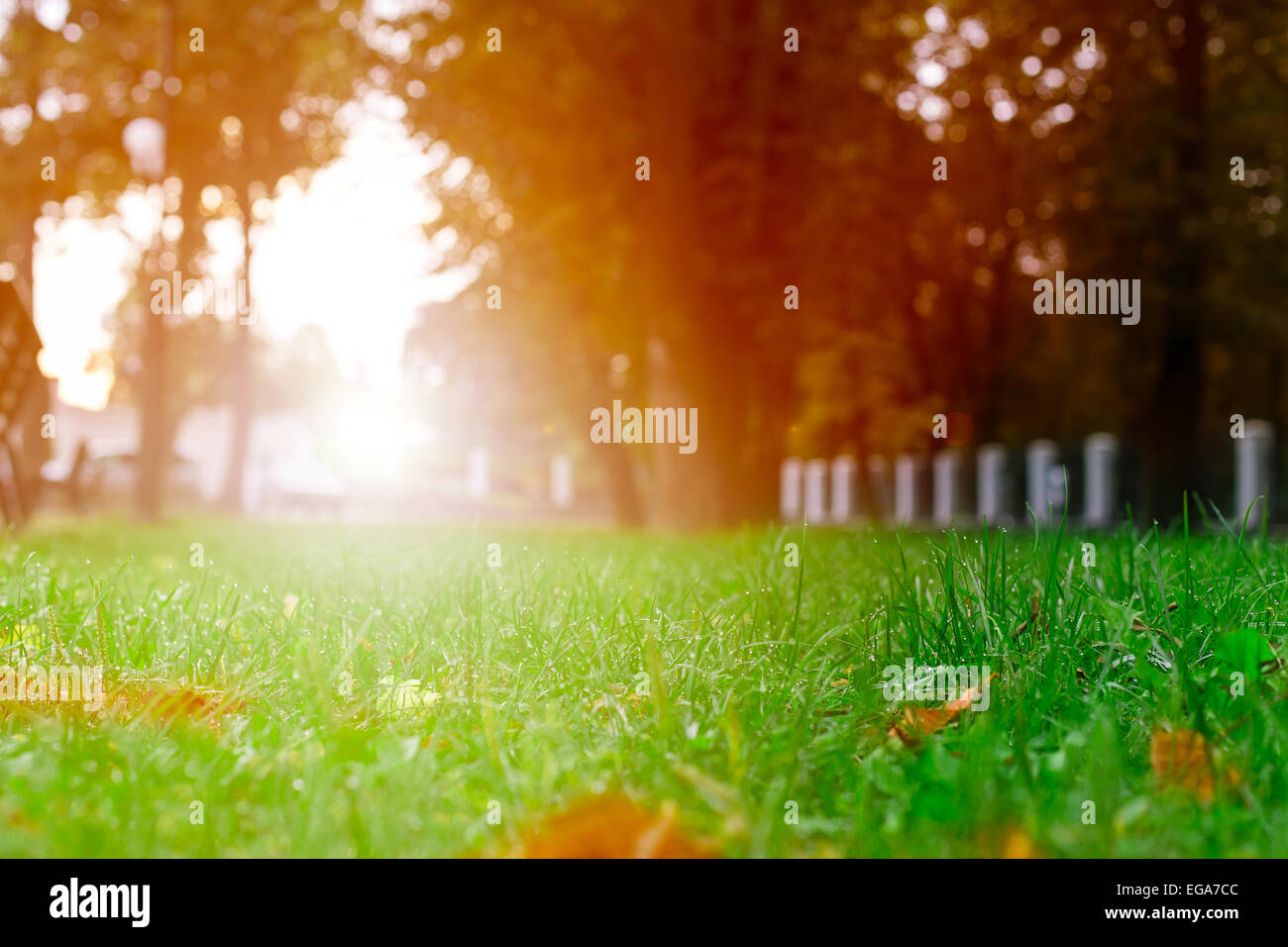 park trees grass with yellow leaf background Stock Photo - Alamy
