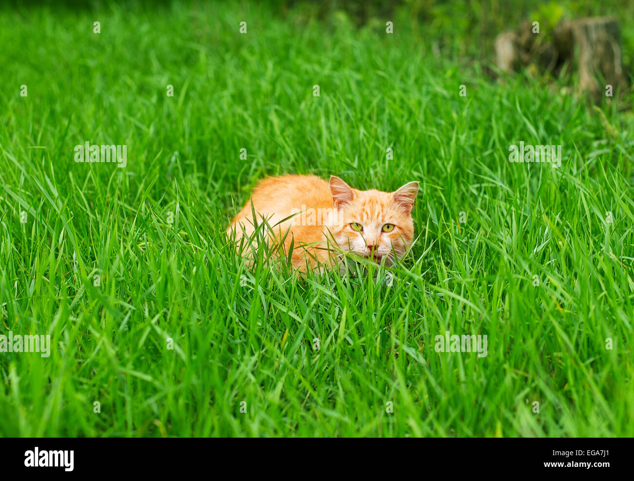 ginger cat in the green grass Stock Photo - Alamy