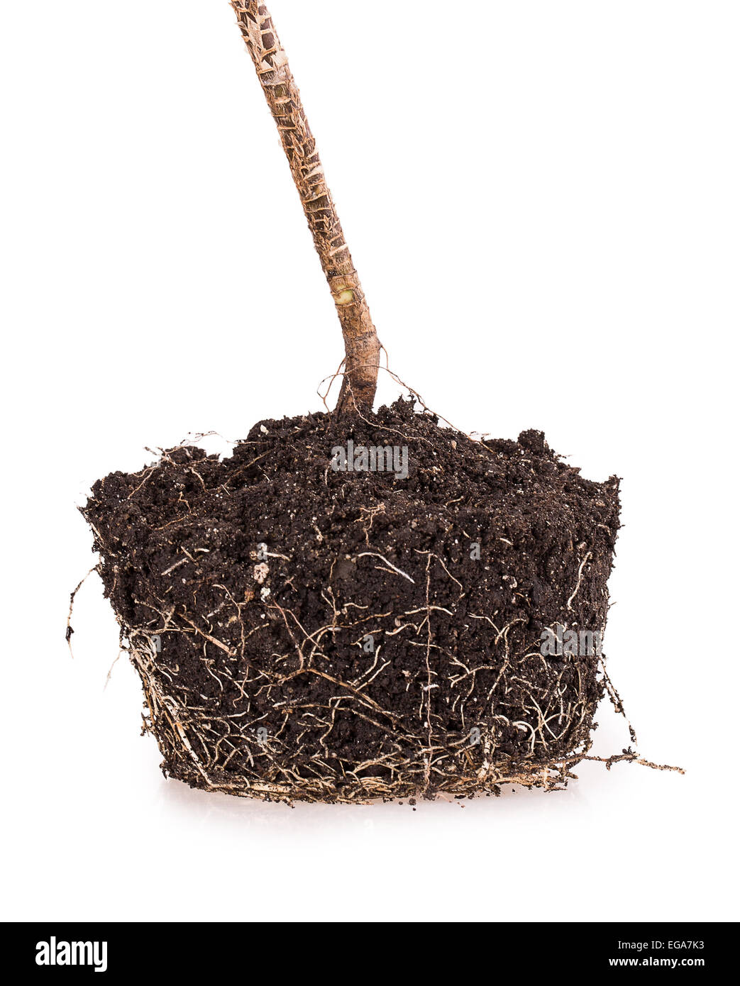 Tree with root system Cut Out Stock Images & Pictures - Alamy