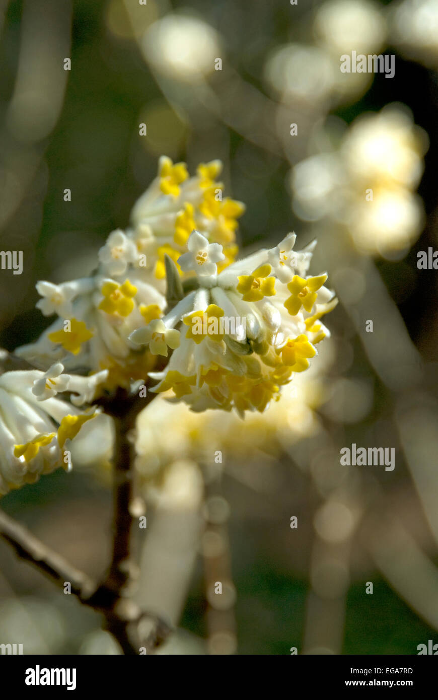 Paper bush (edgeworthia papyrifera) hi-res stock photography and images ...