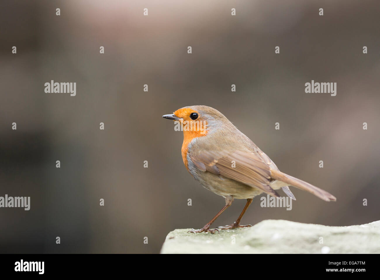 Rugged robin hi-res stock photography and images - Alamy