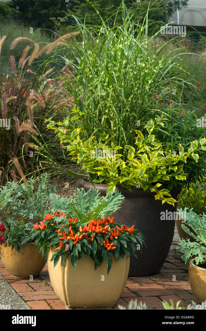 Containers, Ornamental Grass , Kale, Pepper plant , Capsicum Stock ...