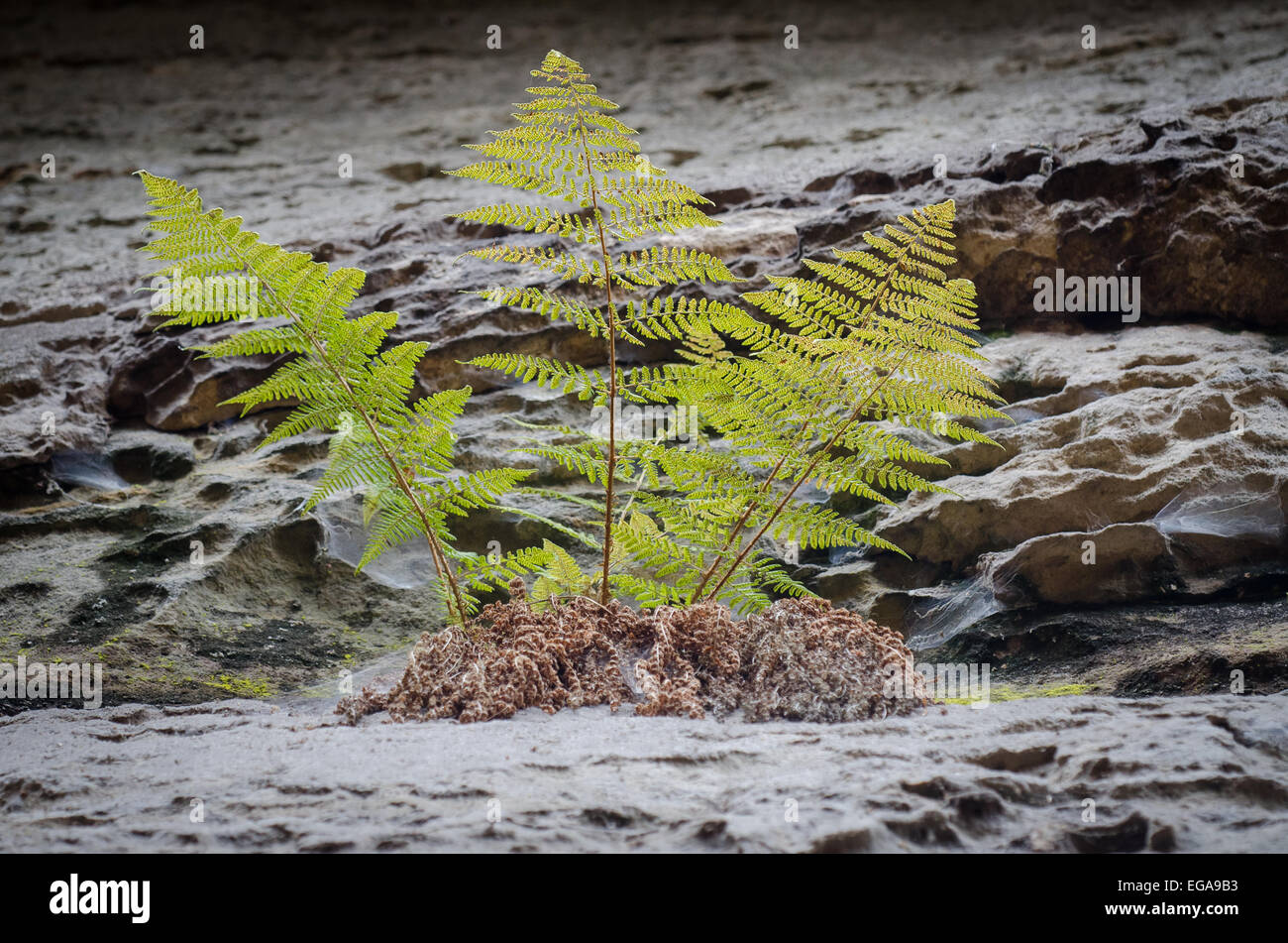 Fern canyon national park hi-res stock photography and images - Alamy