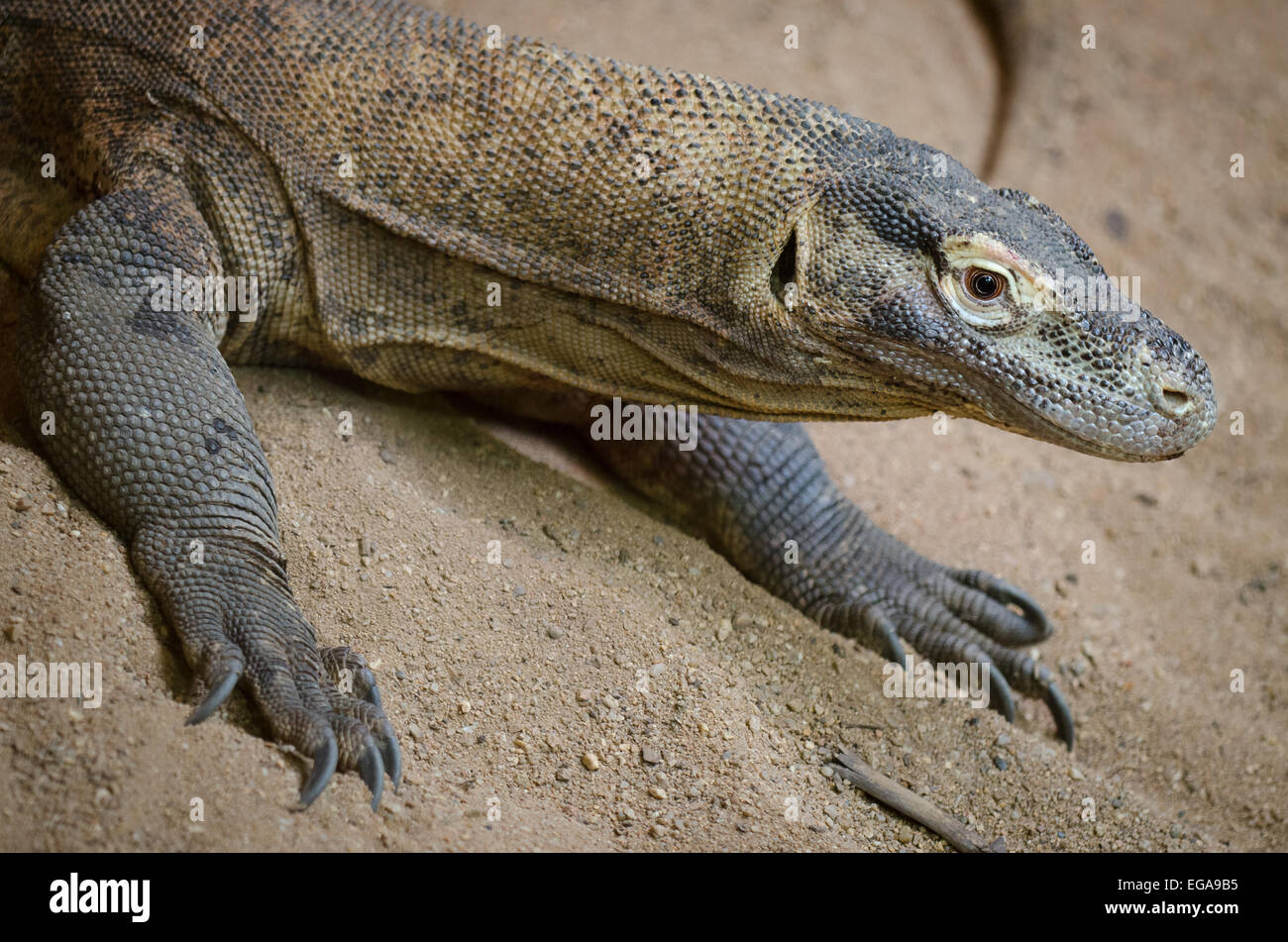 Portrait of a komodo dragon Stock Photo - Alamy