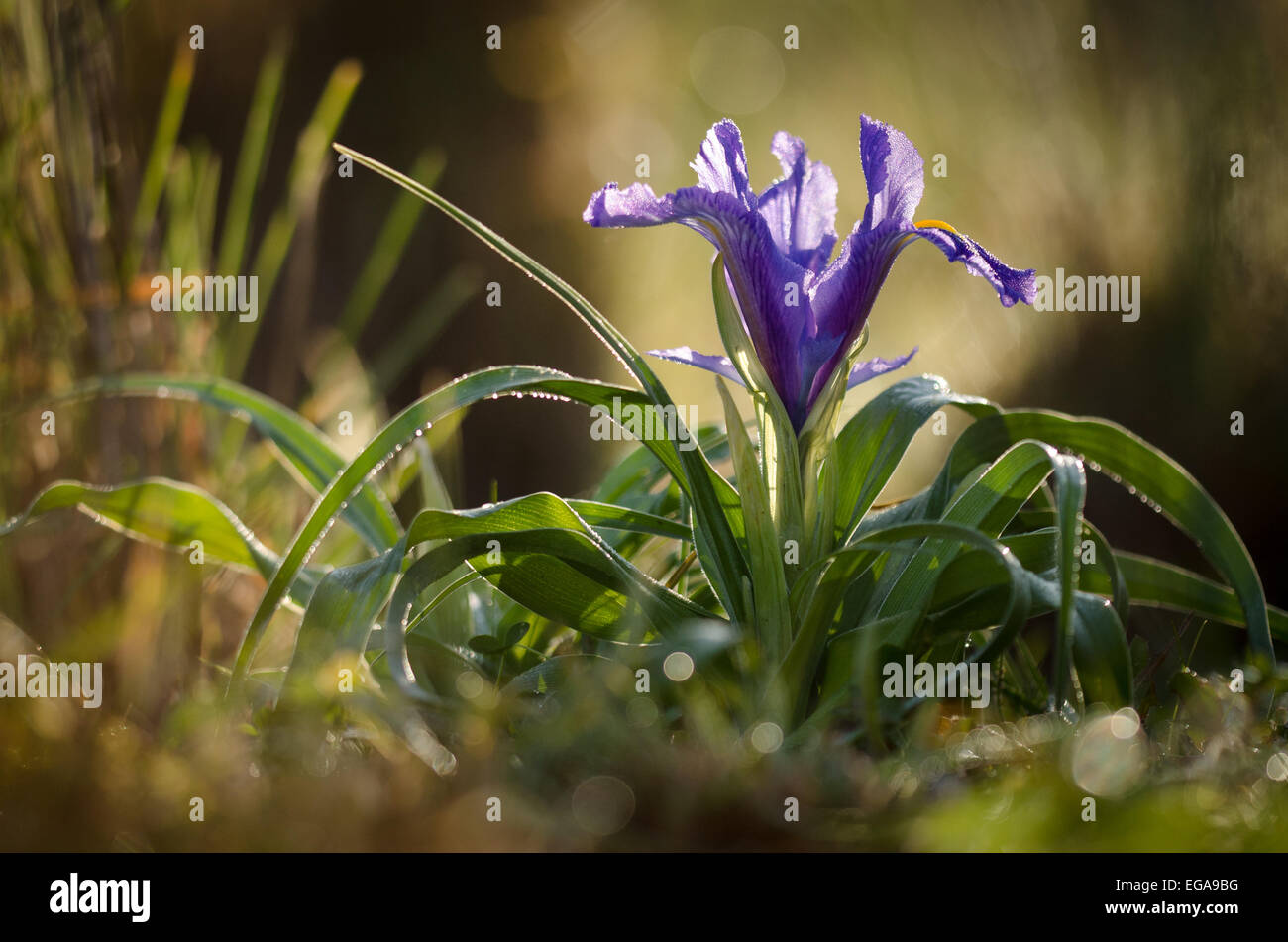 Flower in morning sun Stock Photo - Alamy