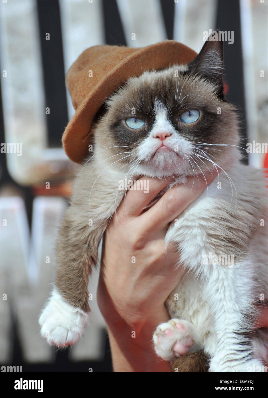 LOS ANGELES, CA - APRIL 13, 2014: Grumpy Cat at the 2014 MTV Movie ...