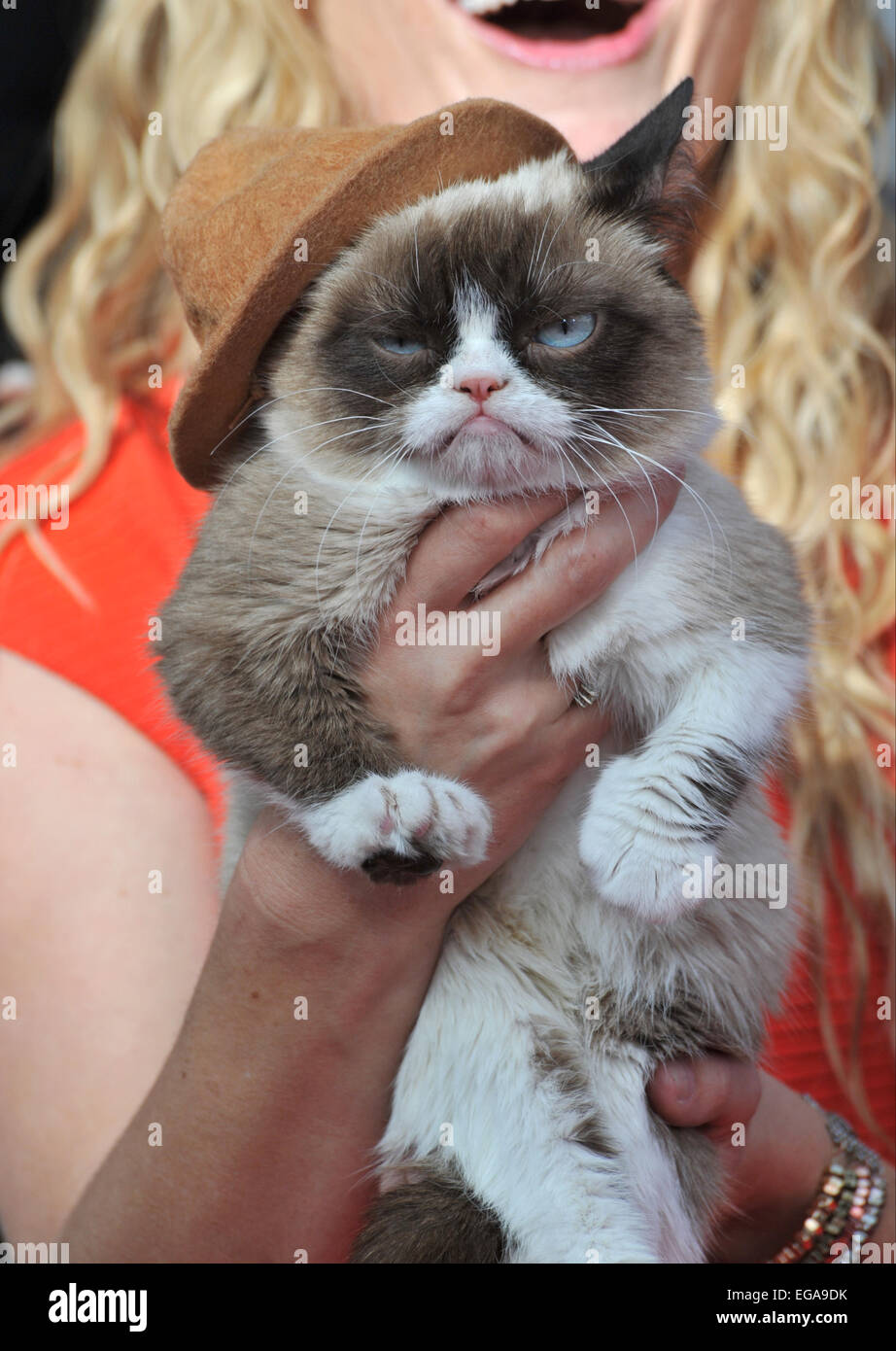 LOS ANGELES, CA - APRIL 13, 2014: Grumpy Cat at the 2014 MTV Movie ...