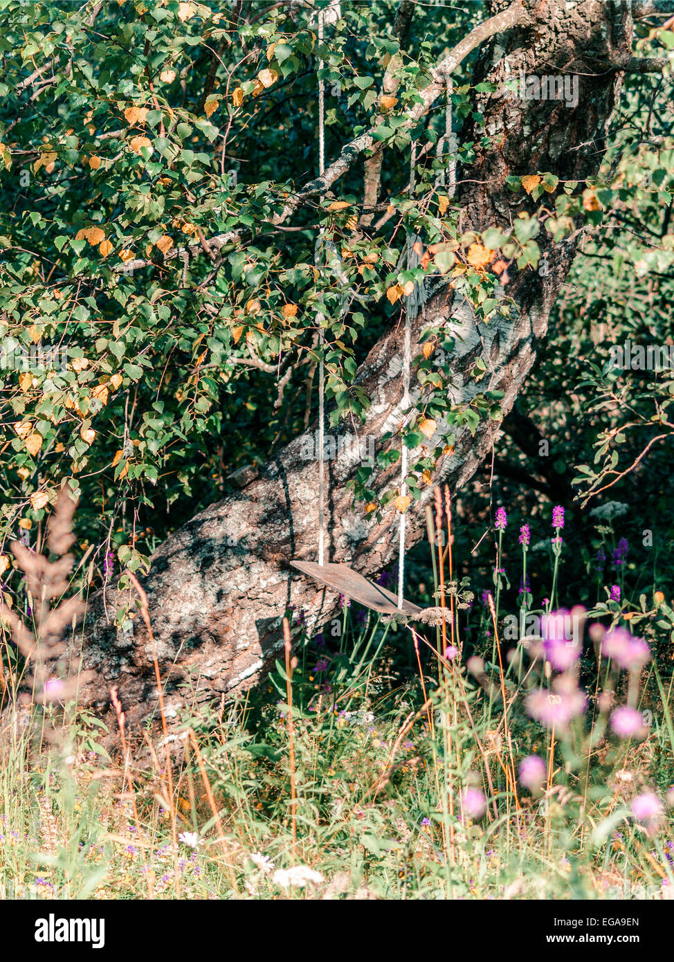 Forest rope swing hi-res stock photography and images - Alamy