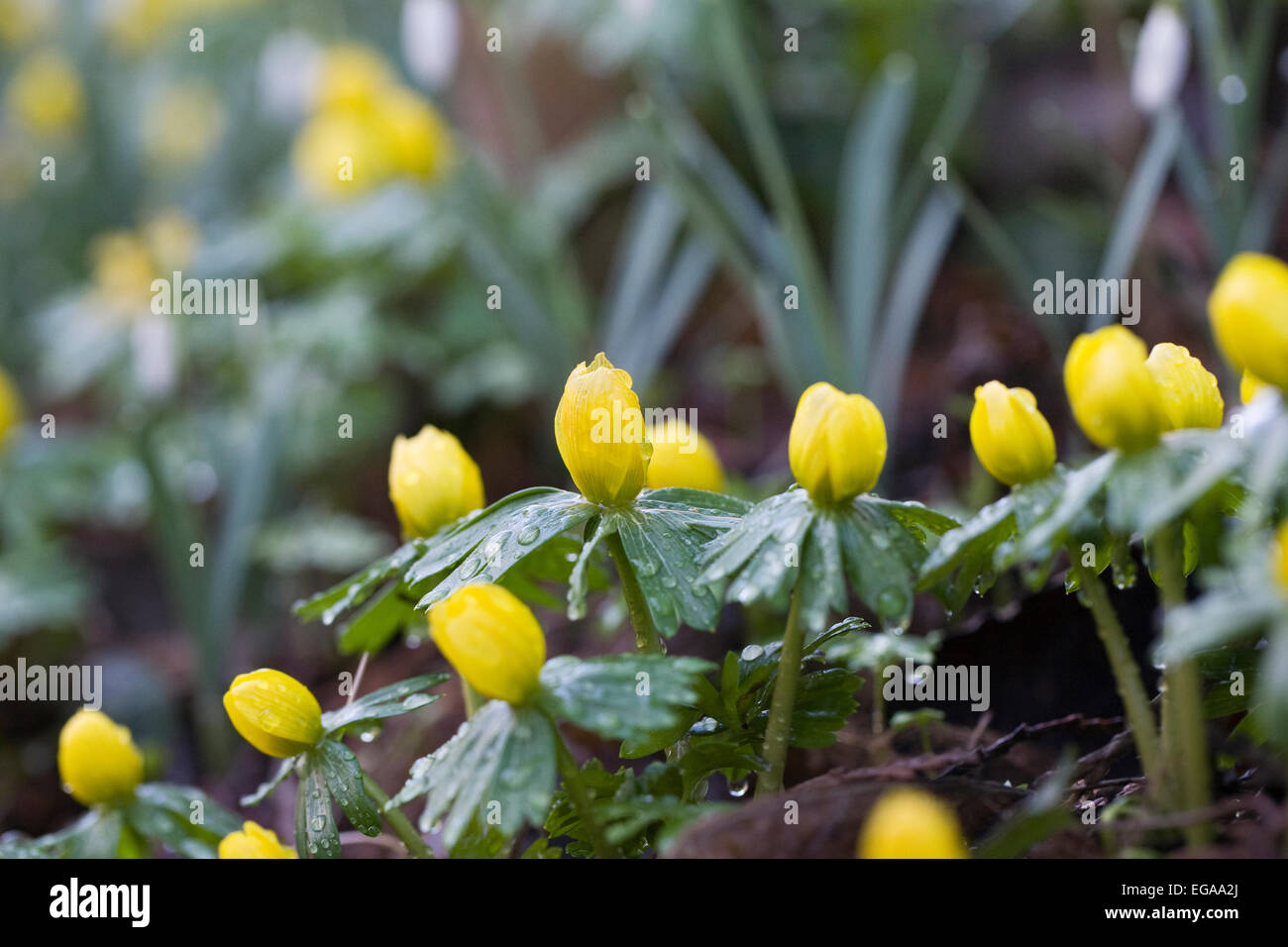 Eranthis hyemalis flower in Winter Stock Photo - Alamy