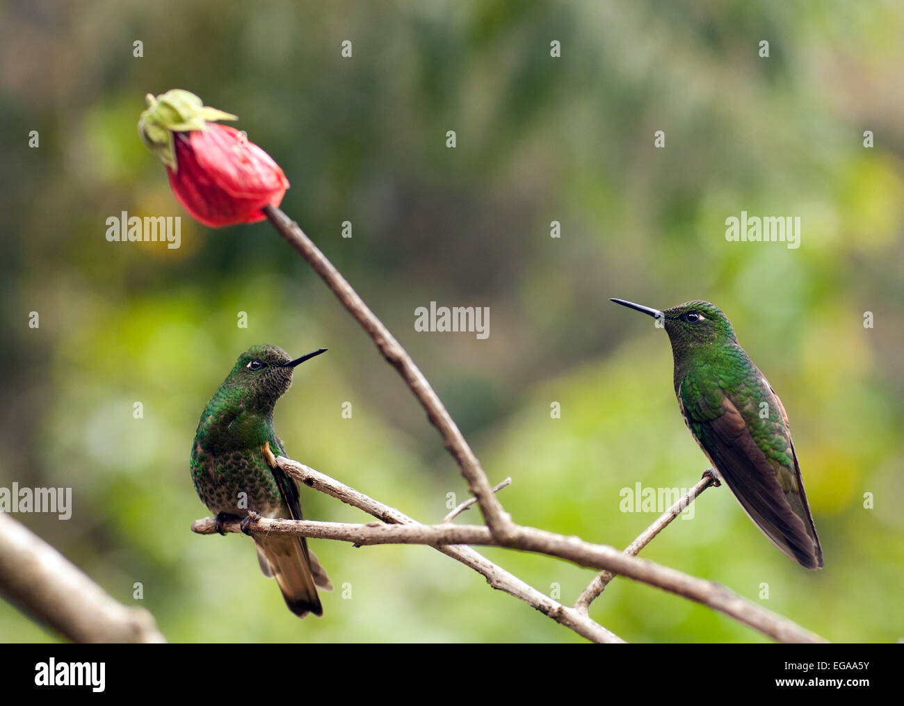 Humming birds hi-res stock photography and images - Alamy