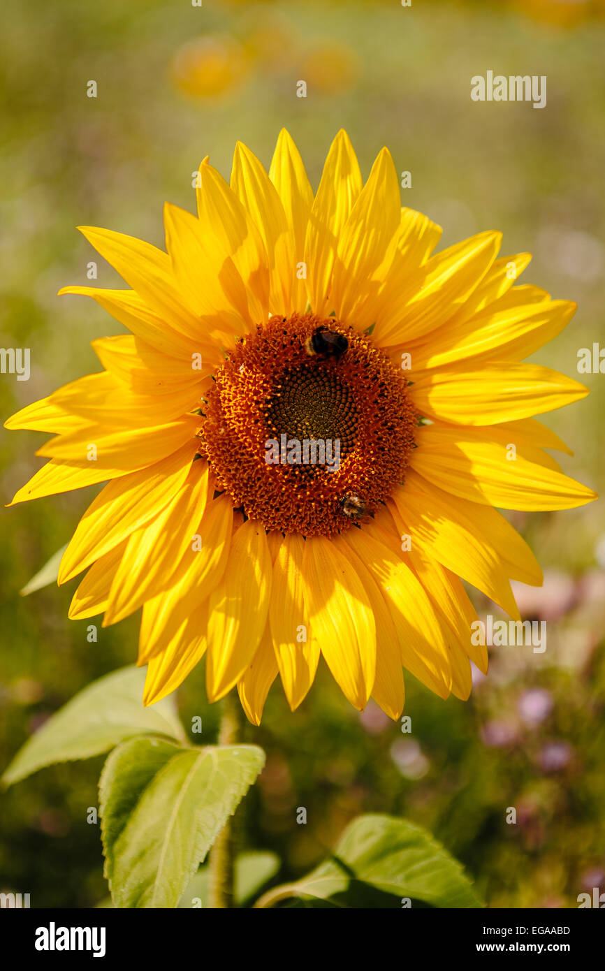 Bees on wild sunflower, England, UK Stock Photo - Alamy