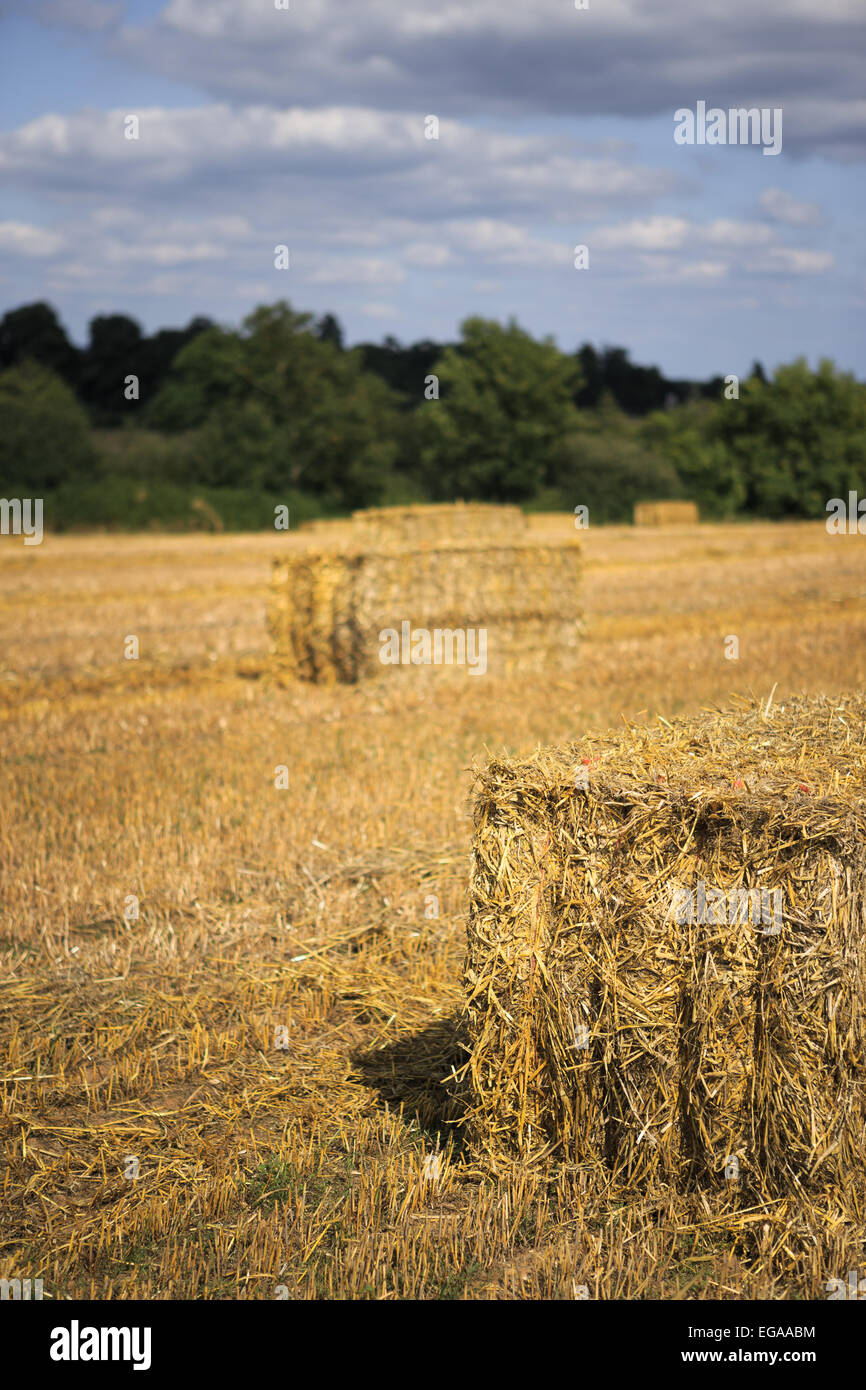 Straw bales in a field, UK Stock Photo - Alamy