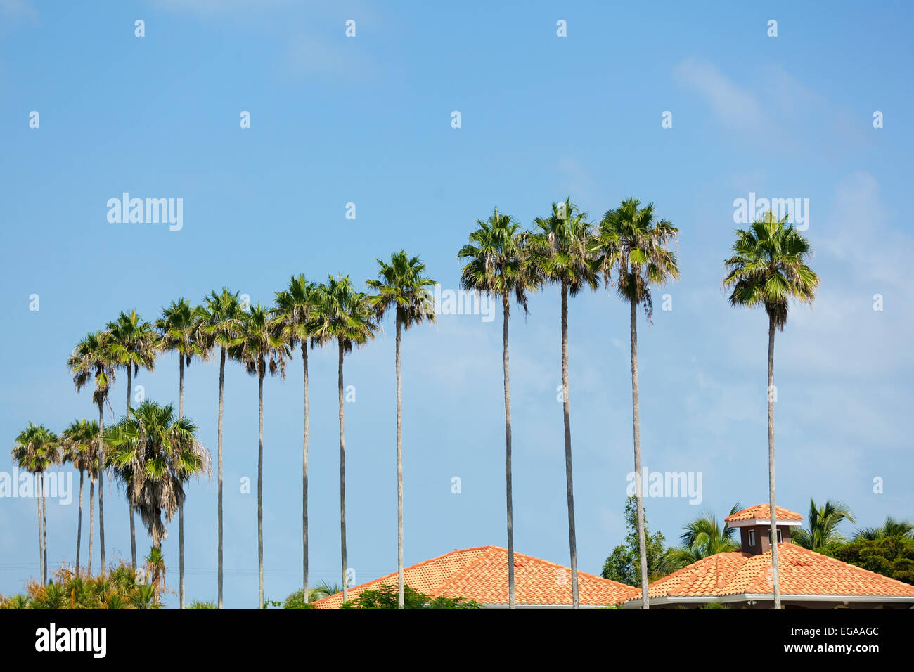 Palm Trees Row Stock Photo - Alamy