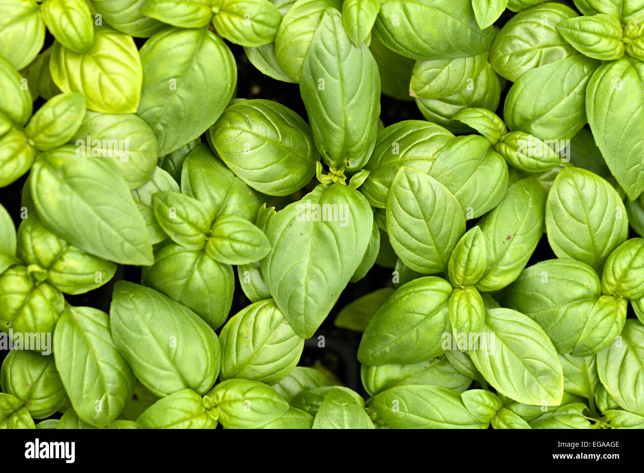 Aroma plants hi-res stock photography and images - Alamy