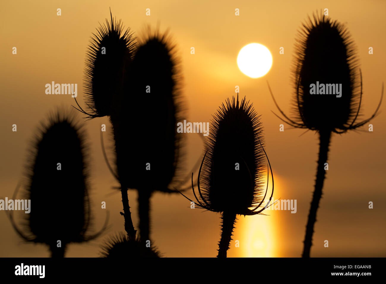 Teazel teasel silhouette plant hi-res stock photography and images - Alamy