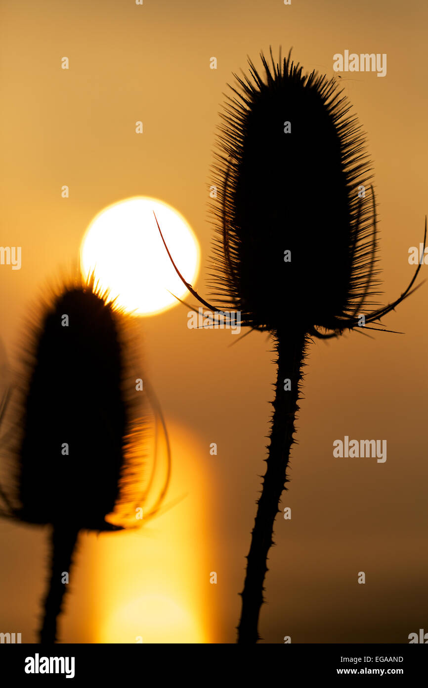 Teazel hi-res stock photography and images - Alamy
