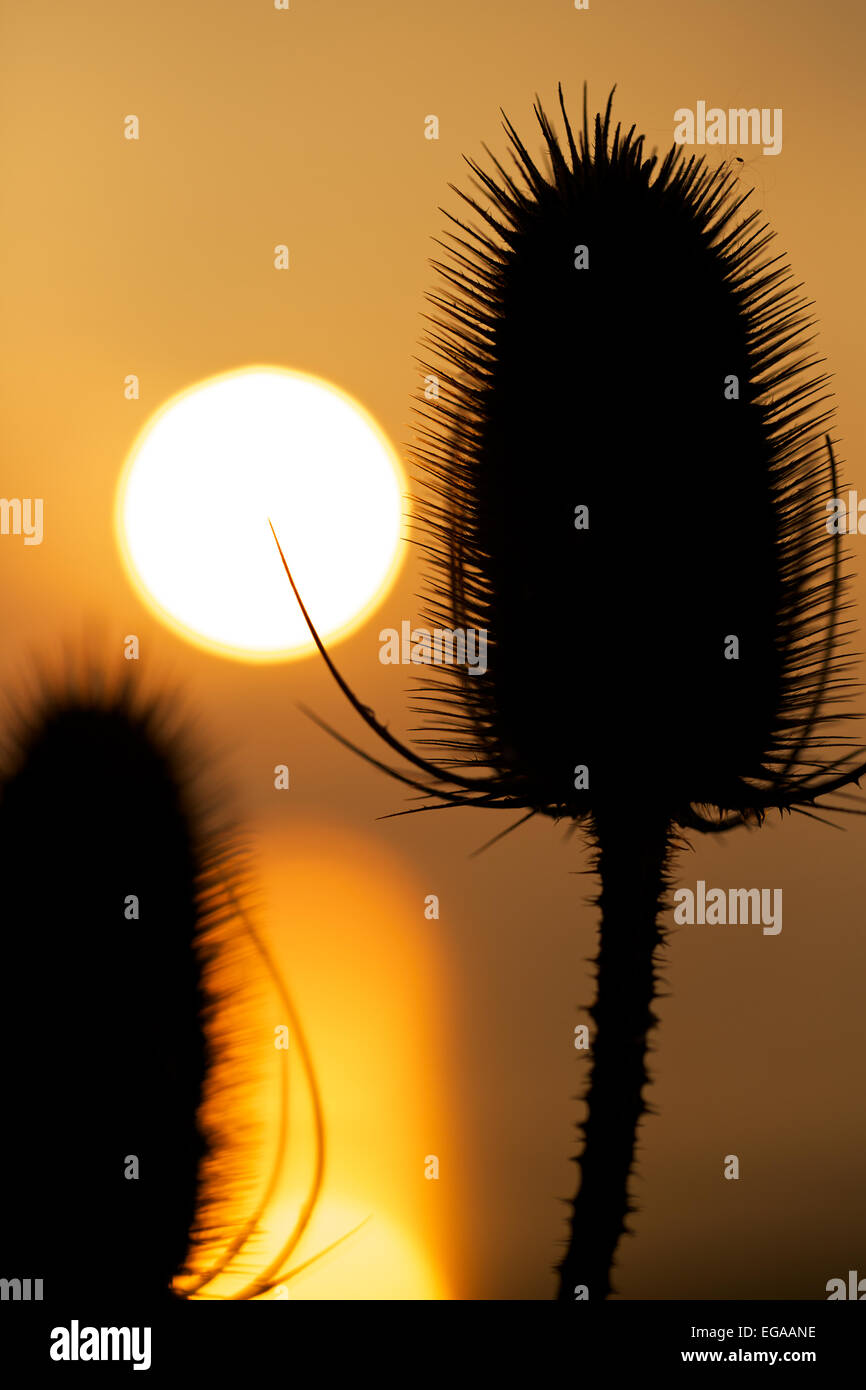 Teazel hi-res stock photography and images - Alamy