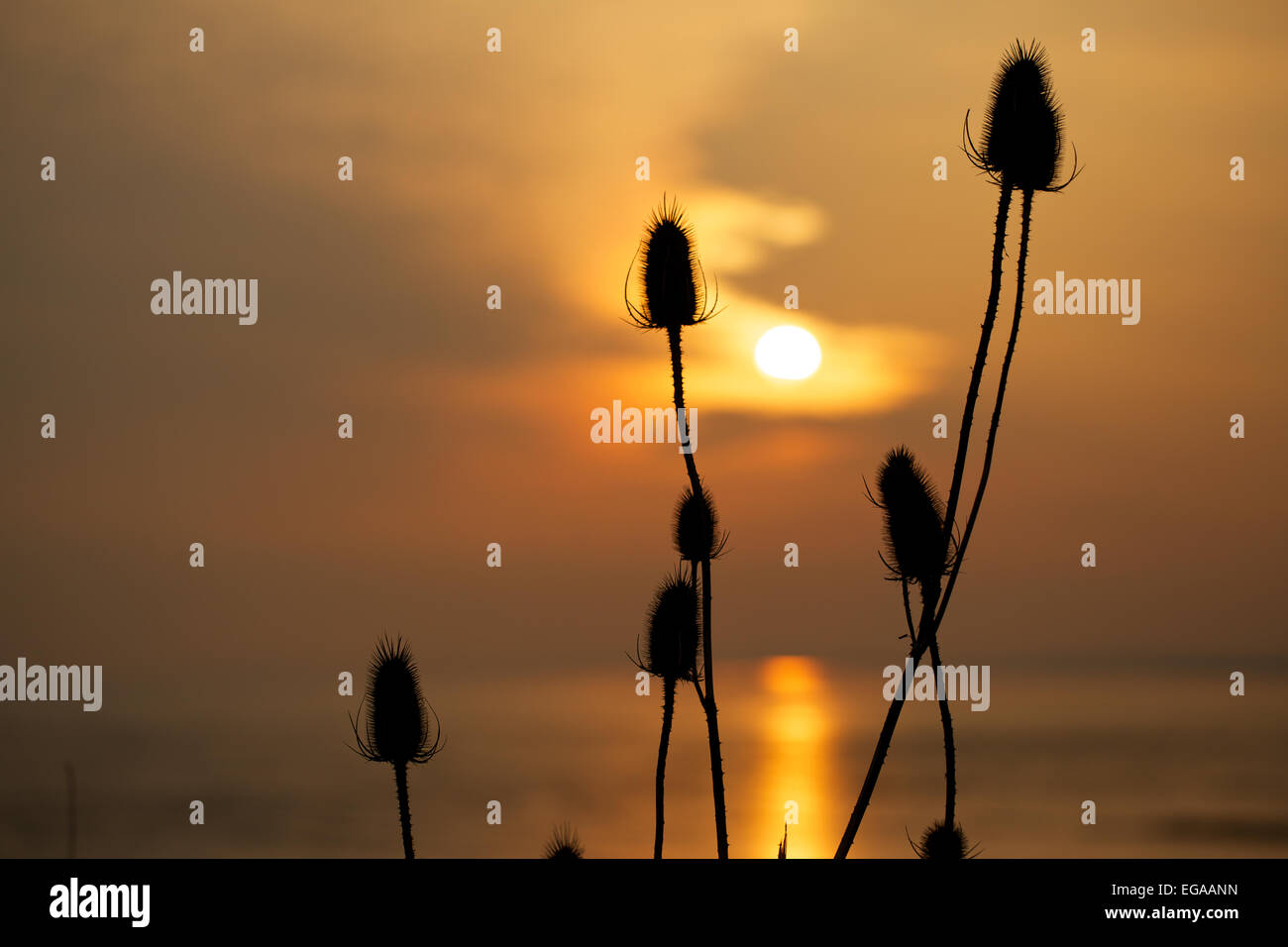 Teazel teasel silhouette plant hi-res stock photography and images - Alamy
