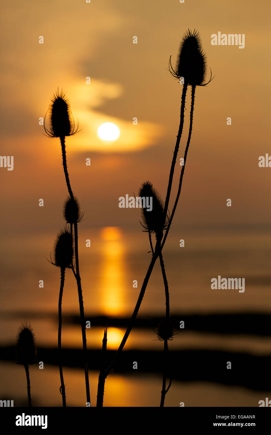 Teazel teasel silhouette plant hi-res stock photography and images - Alamy