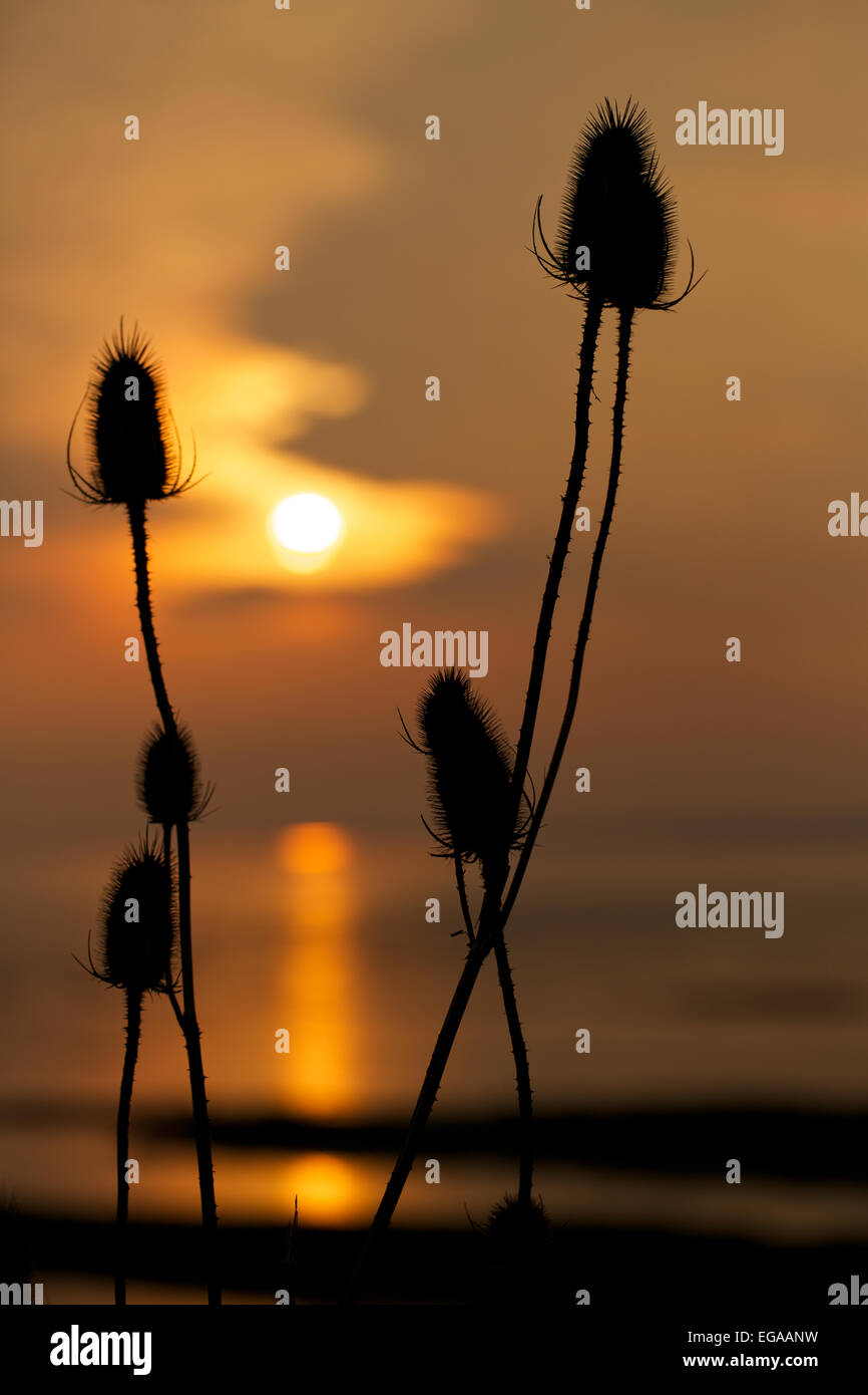 Teazel teasel silhouette plant hi-res stock photography and images - Alamy