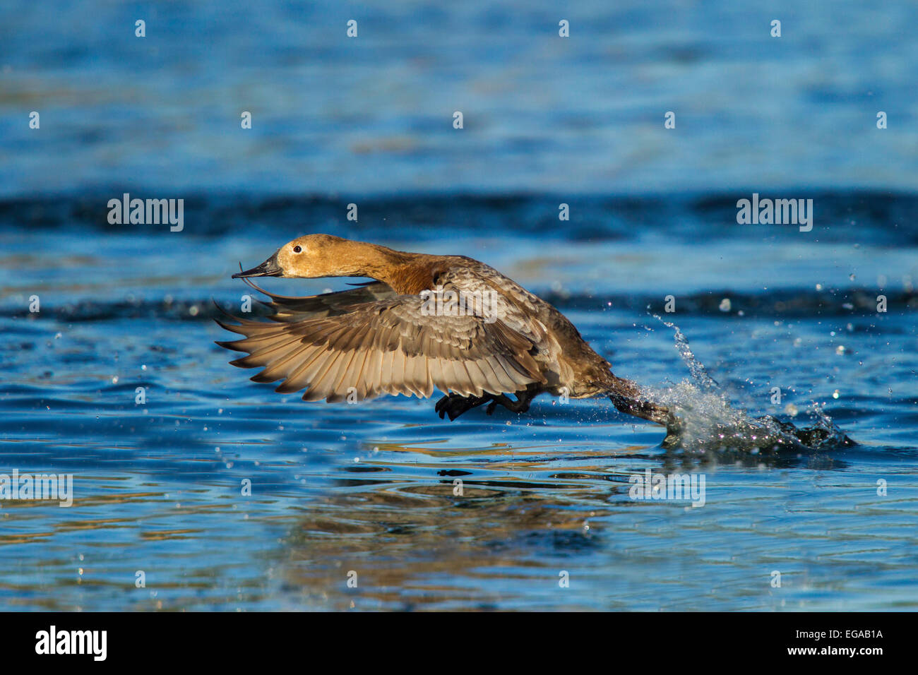 Canvasback Aythya valisineria Tucson, Pima County, Arizona, United ...