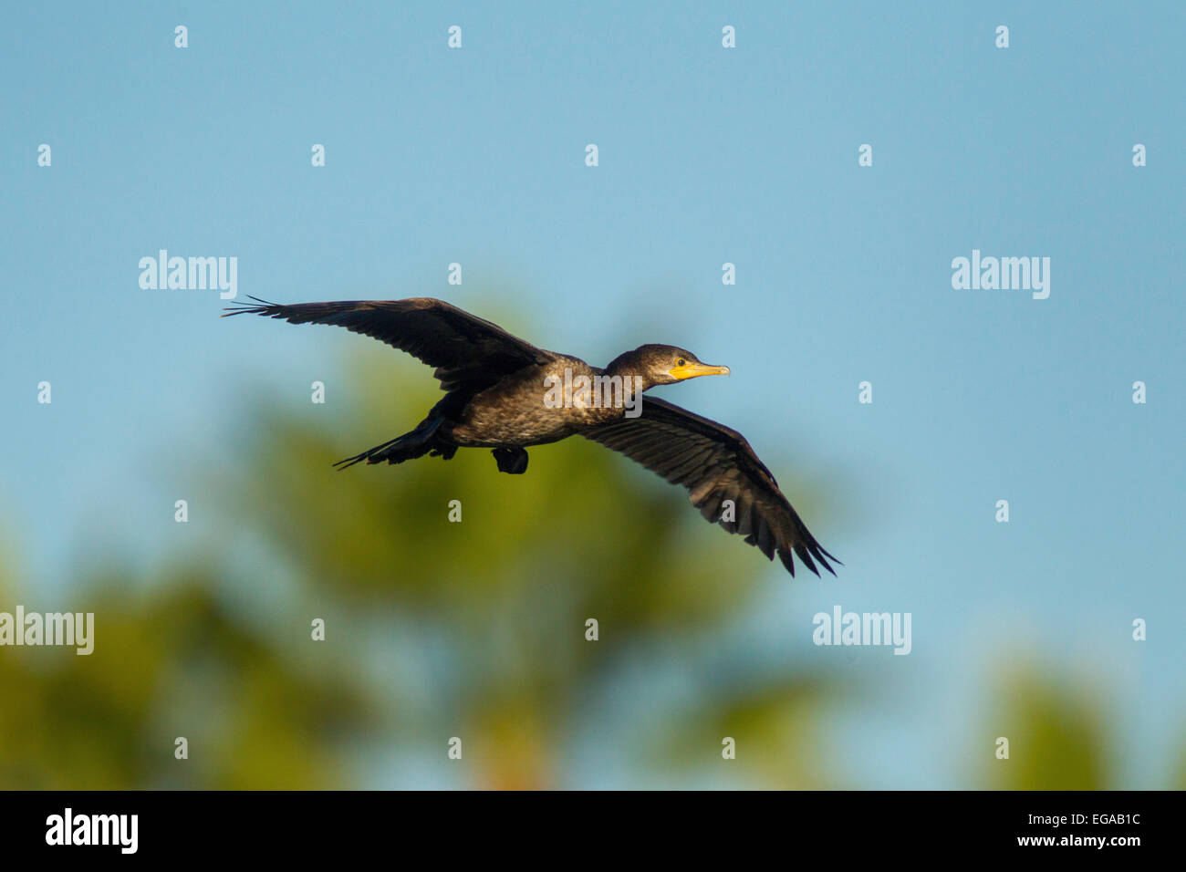 Immature cormorant hi-res stock photography and images - Alamy