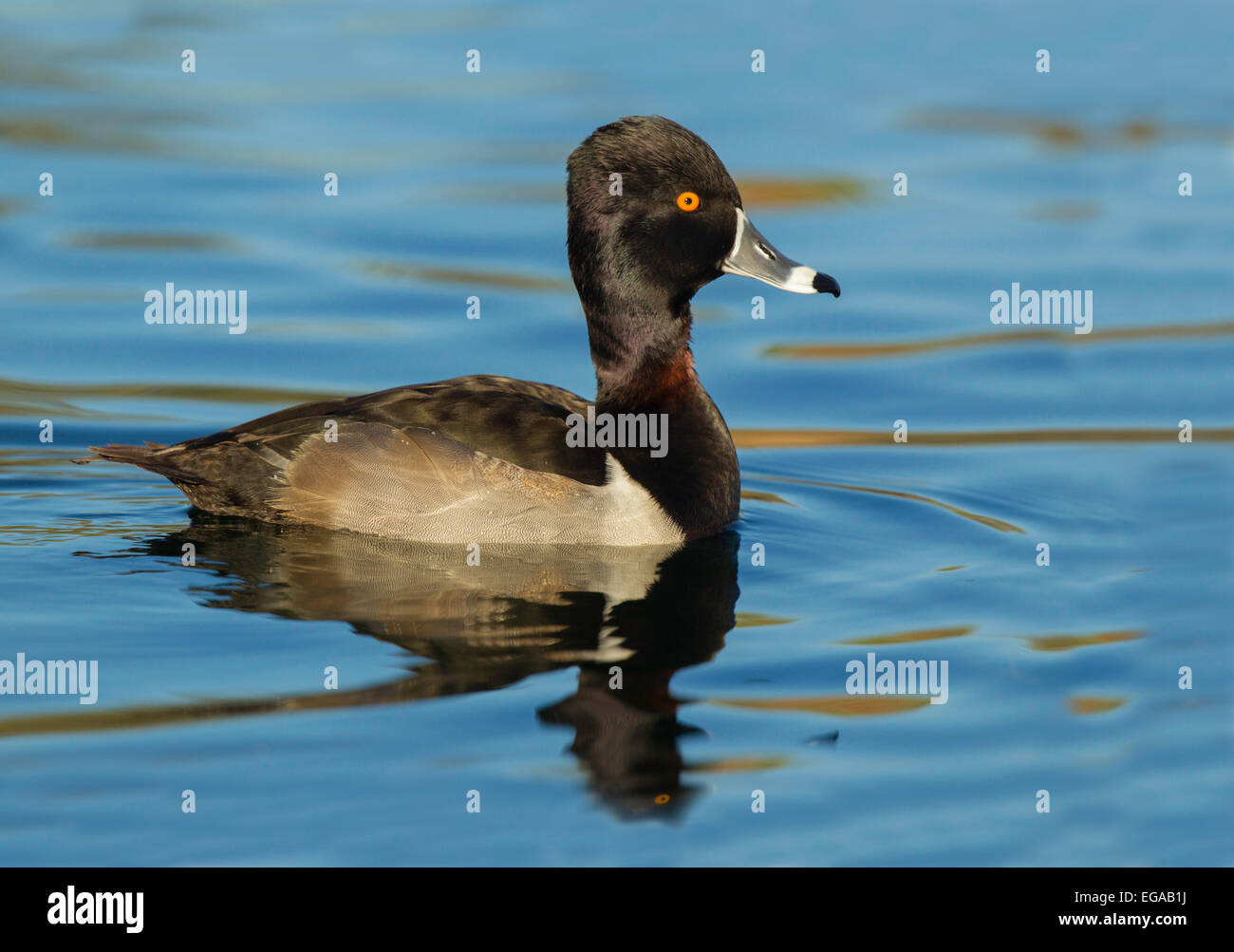 Ring-necked Duck Aythya collaris Tucson, Arizona, United States 18 ...