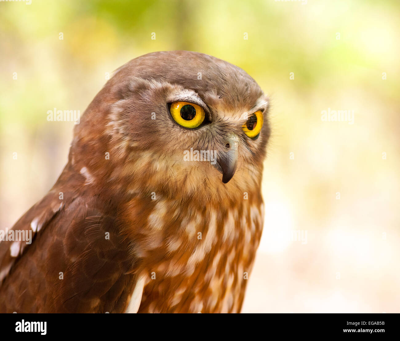 Owl hi-res stock photography and images - Alamy