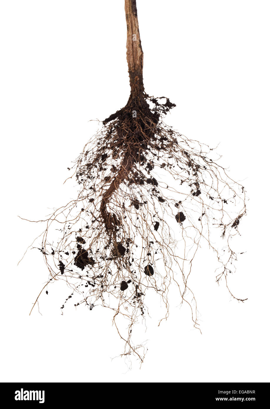 Whole tree and roots hi-res stock photography and images - Alamy