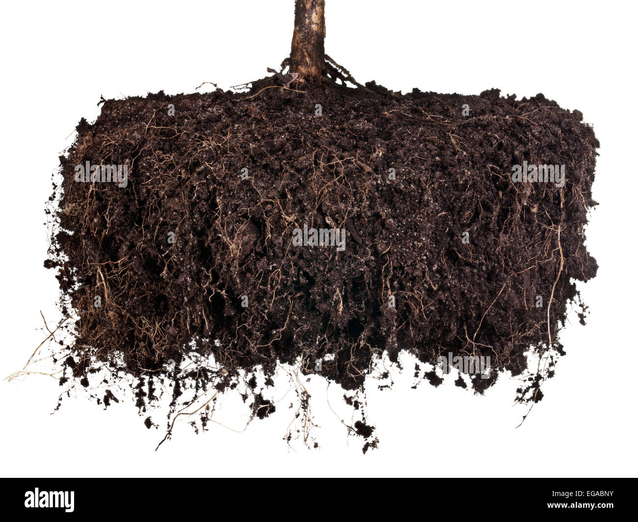 Whole tree and roots hi-res stock photography and images - Alamy