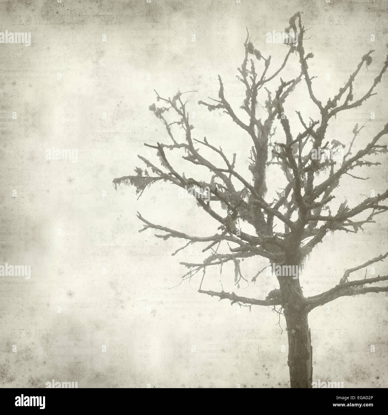 textured old paper background with misty dead tree covered in lichen ...