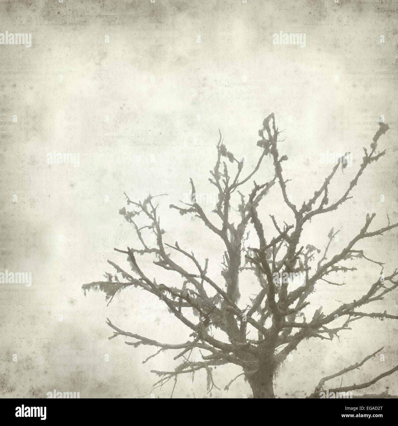 textured old paper background with misty dead tree covered in lichen ...