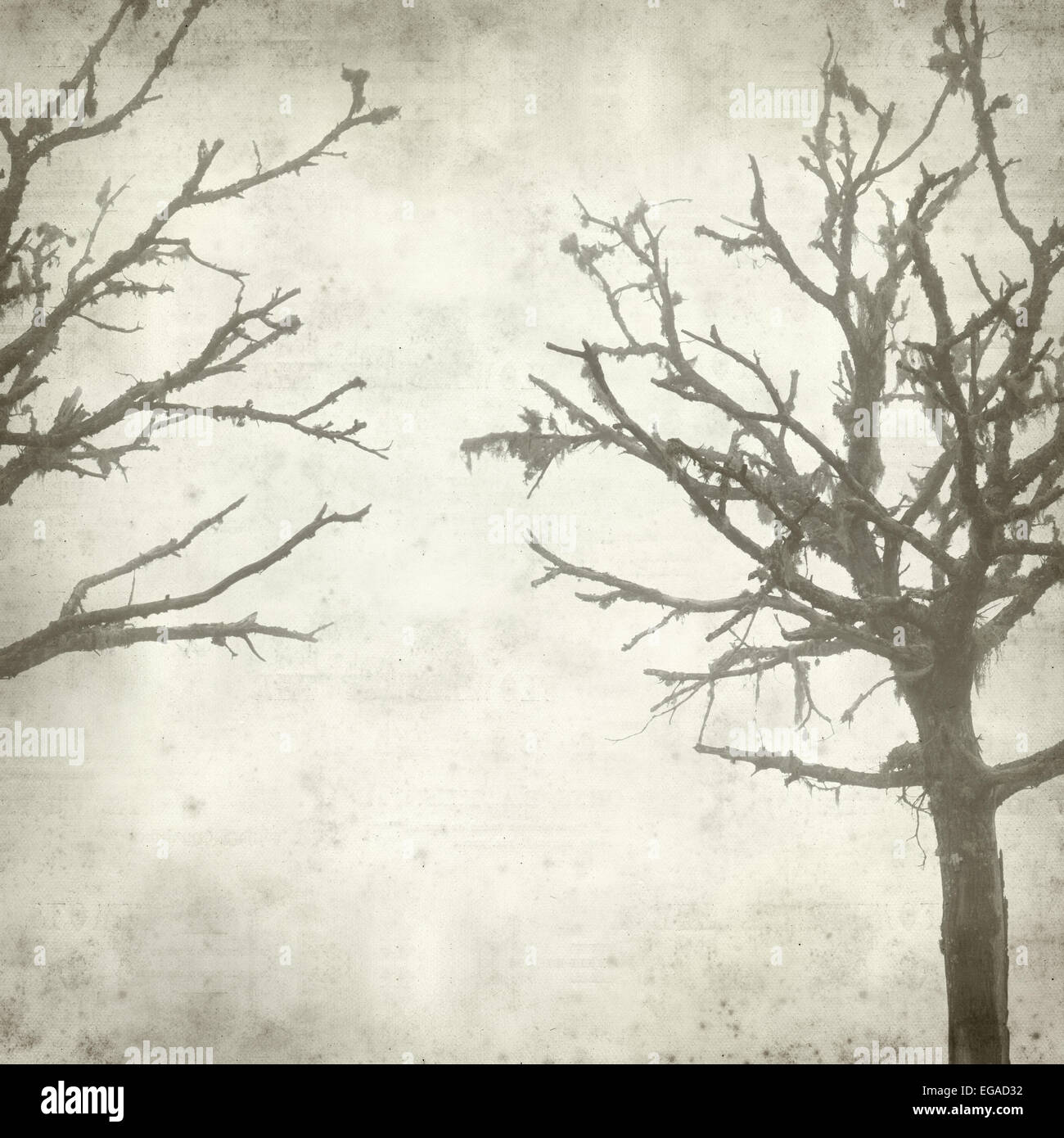 textured old paper background with misty dead tree covered in lichen ...