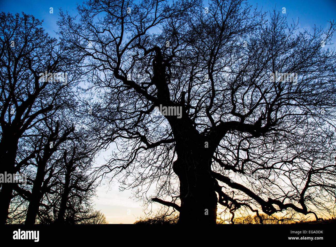 Oak Trees In Winter Surrey UK Stock Photo - Alamy