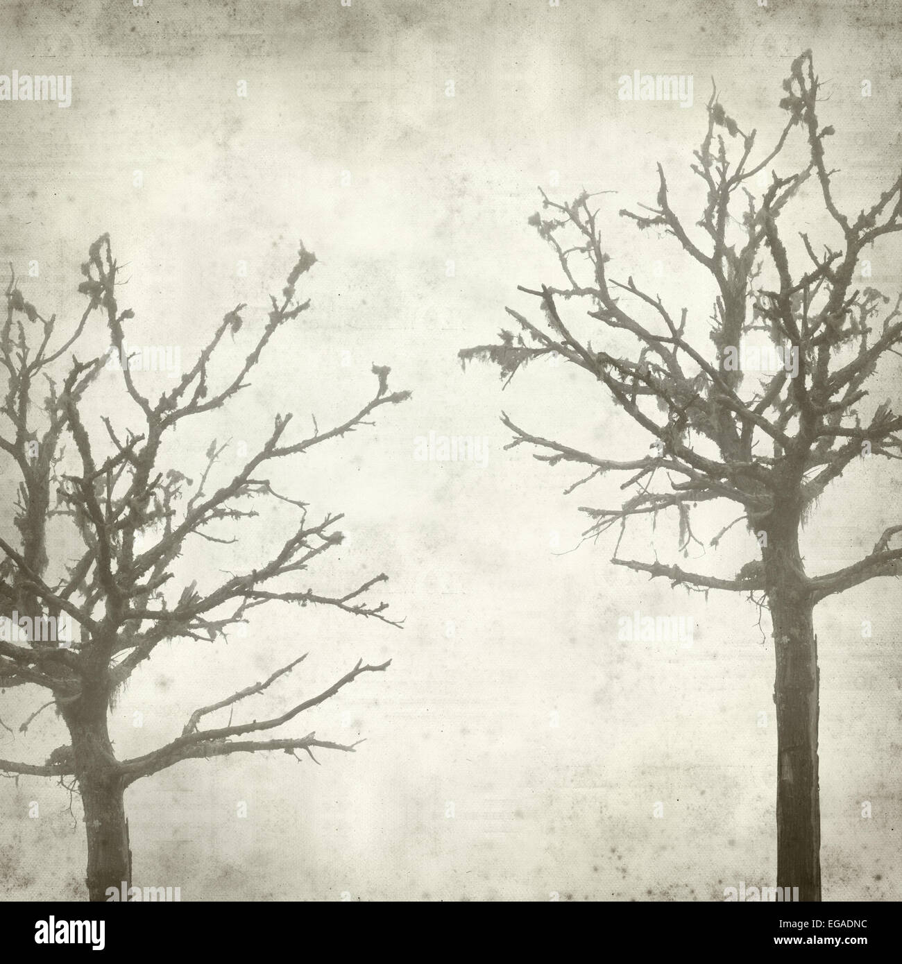 textured old paper background with misty dead tree covered in lichen ...