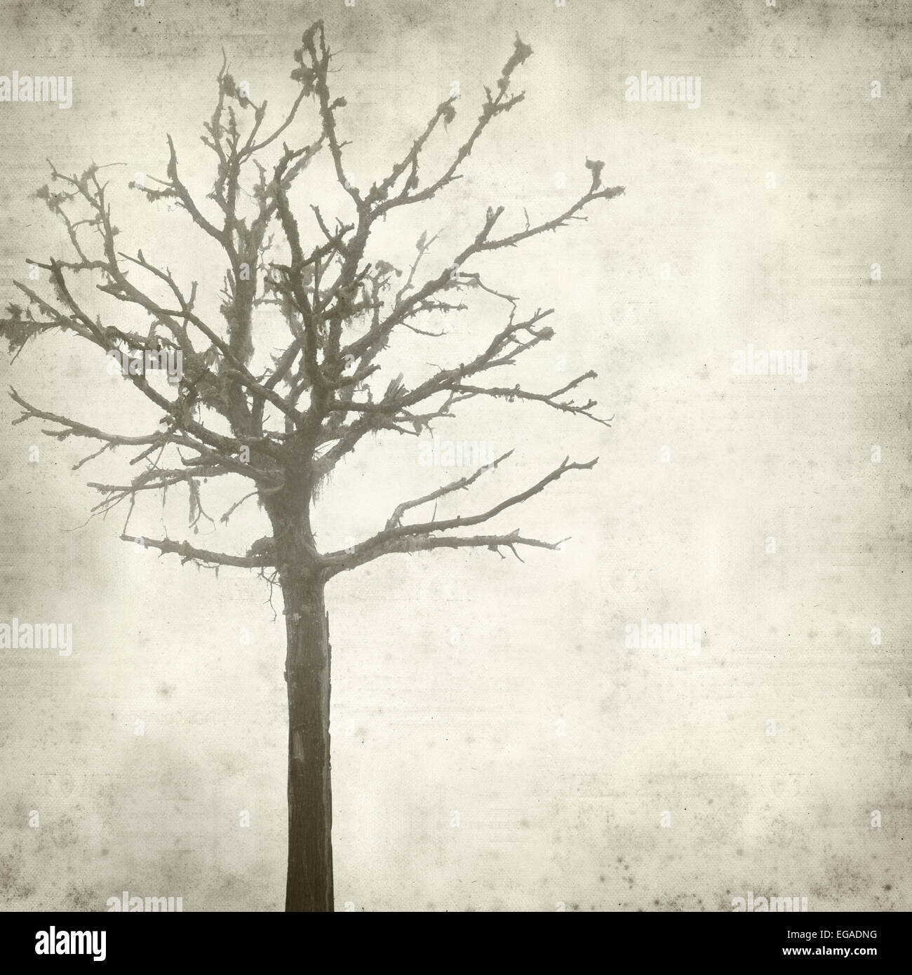 textured old paper background with misty dead tree covered in lichen ...
