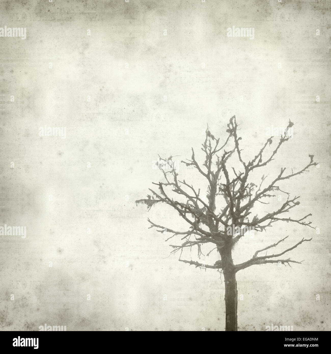 textured old paper background with misty dead tree covered in lichen ...