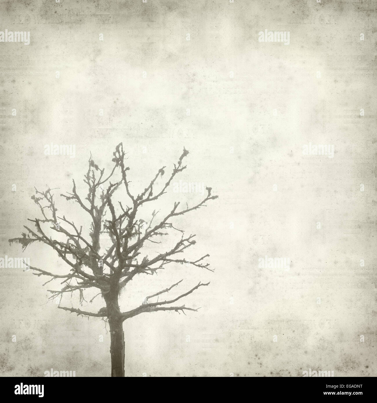 textured old paper background with misty dead tree covered in lichen ...