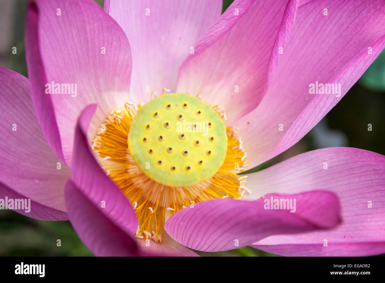 Lotus close up hi-res stock photography and images - Alamy