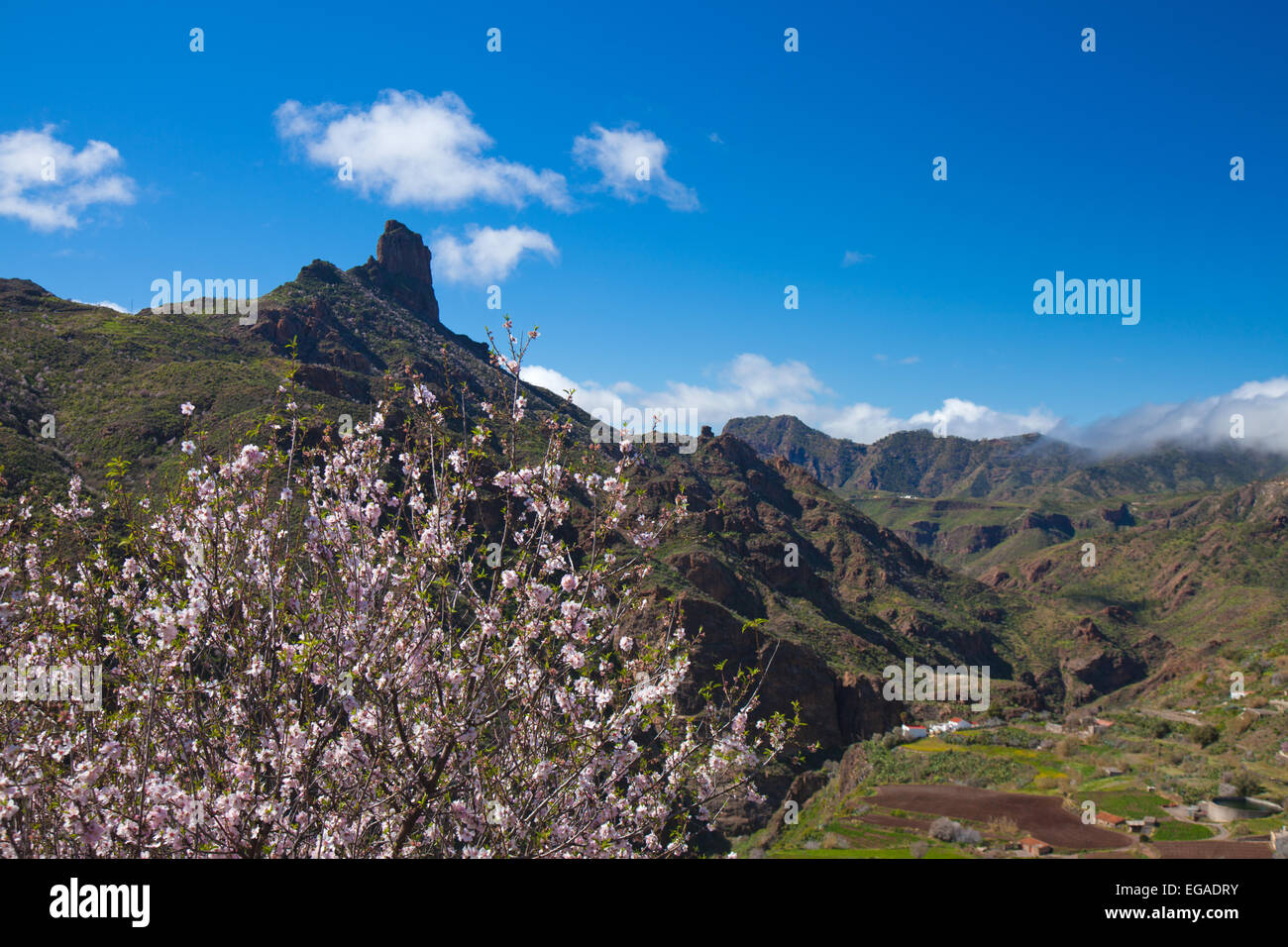 Gran Canaria, Caldera de Tejeda in winter, almond trees in full bloom ...