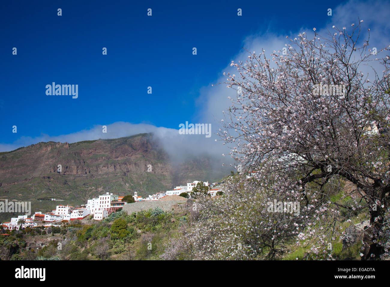 Gran Canaria, Caldera de Tejeda in winter, almond trees in full bloom ...