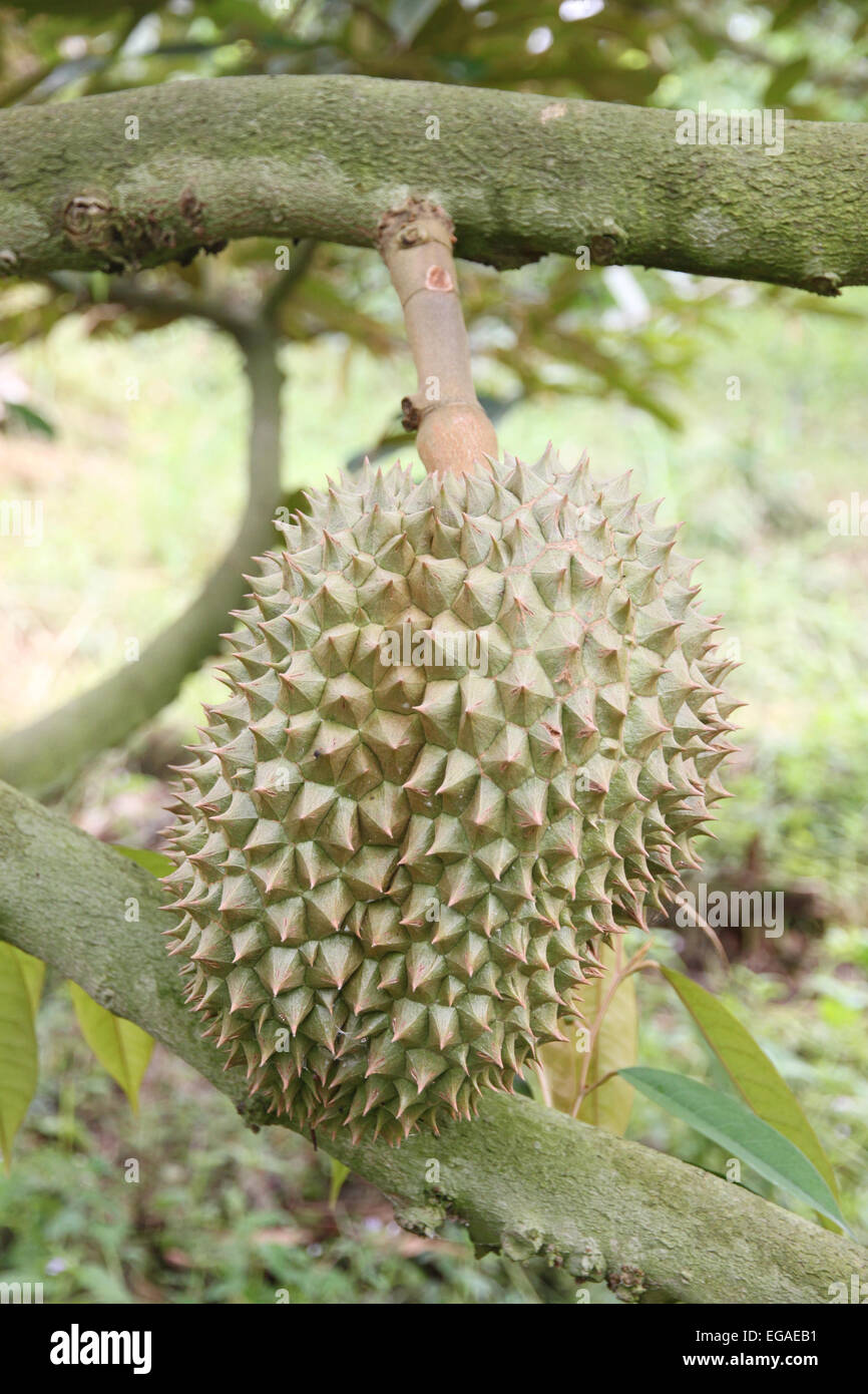 Thailand durian farming hi-res stock photography and images - Alamy