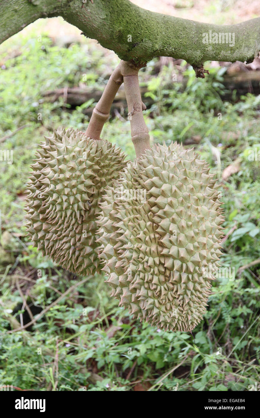 Tropical Rainforest Durian