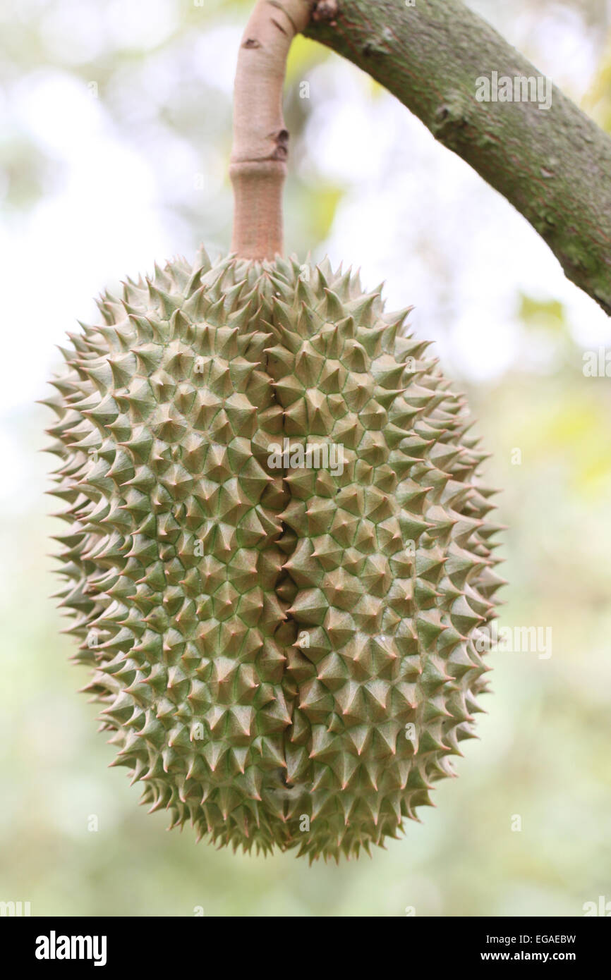 Fresh durian fruit on trees in orchards Stock Photo - Alamy